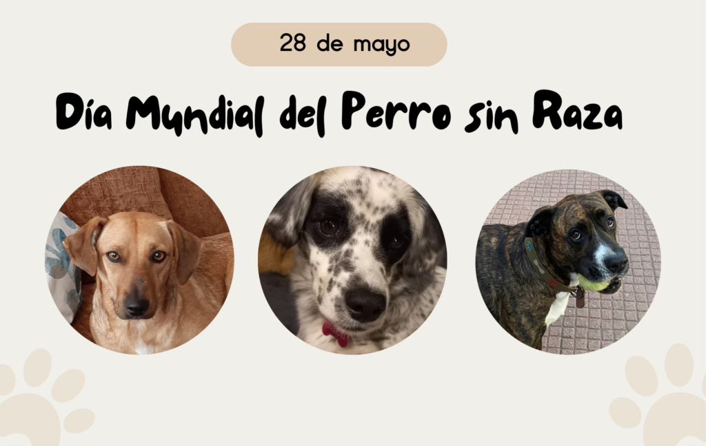 28 de mayo: Día Mundial del Perro sin Raza - Escuela de Medicina ...