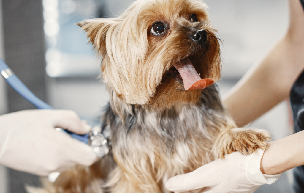 Workshop de Certificación Rescuer BLS/ALS RECOVER - Escuela de Medicina ...