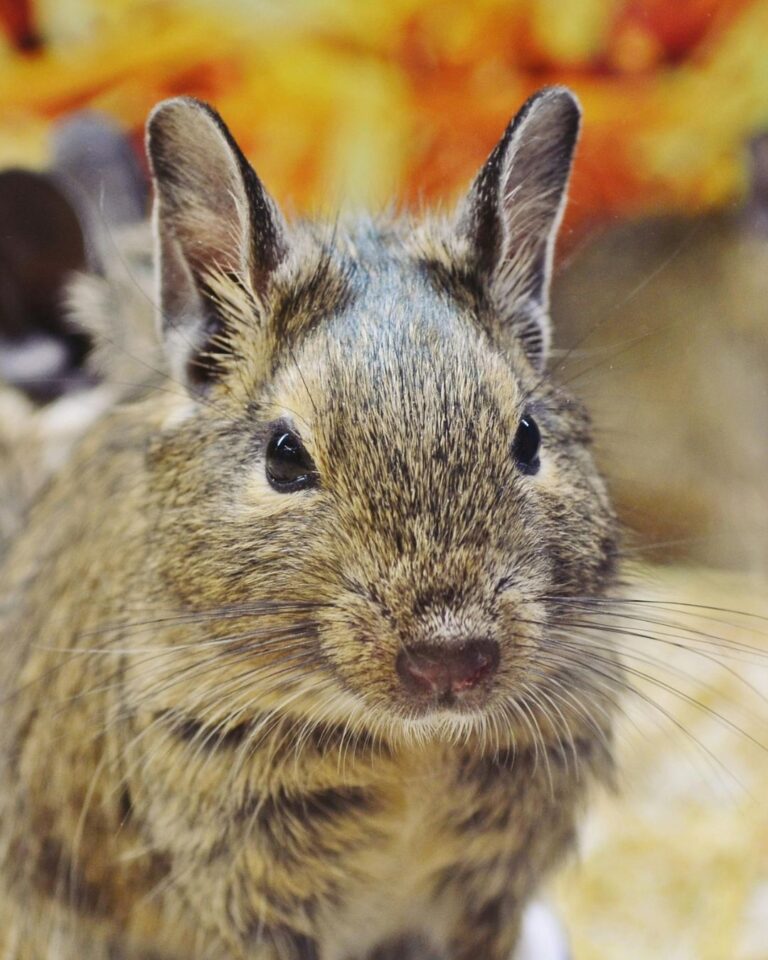 Ver en profundidad se construye: El degú, animal endémico de Chile ...